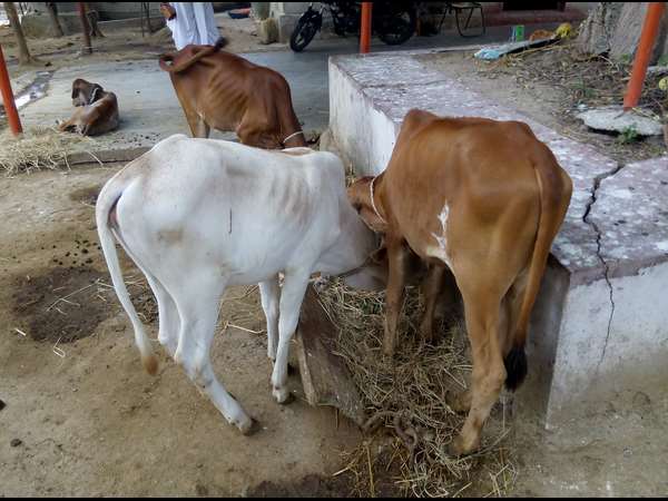 ಬೀರೂರು ಜಾನುವಾರು ಜಾತ್ರೆಯಲ್ಲಿ 1,34,400ಕ್ಕೆ ಜೋಡಿ ಕರು ಸೇಲ್! | Birur Annual ...