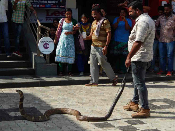 ಭುಸ್ಸೆಂದು.. ಕಾಡಿಂದ ನಾಡಿಗೆ ಬಂದ ಕಾಳಿಂಗ ಸರ್ಪ | A 10 feet huge snake ...