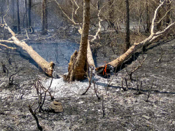 ನಂದಿಬೆಟ್ಟದಲ್ಲಿ ಕಾಡ್ಗಿಚ್ಚು, ಅರಣ್ಯ ಇಲಾಖೆ ಅಧಿಕಾರಿಗಳು ನಾಪತ್ತೆ | Forest Fire ...