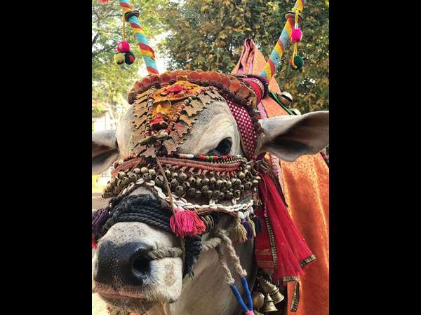 ಮನೆಮನೆಗೆ ಬಂದು ಹರಸುವ ಕೋಲೆ ಬಸವನ ನೋಡಿದಿರಾ? | Kole Basava the tradition of ...