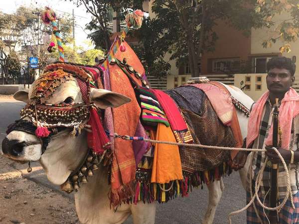 ಮನೆಮನೆಗೆ ಬಂದು ಹರಸುವ ಕೋಲೆ ಬಸವನ ನೋಡಿದಿರಾ? | Kole Basava the tradition of ...