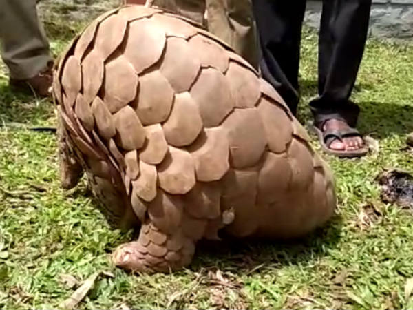 ಕಾಫಿನಾಡಲ್ಲಿ ಚಿಪ್ಪು ಹಂದಿ ಪತ್ತೆ, ಬೇಟೆಯಾಡಲು ಹೋದವರು ಪೊಲೀಸರ ಬಲೆಗೆ | Eighteen ...