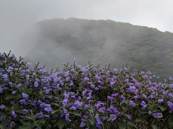 12 ವರ್ಷಗಳ ನಂತರ ಕುಮಾರಪರ್ವತಕ್ಕೆ ಮರಳಿ ಬಂದಳು ನೀಲಿಕುರುಂಜಿ | After 12 long ...