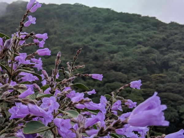 12 ವರ್ಷಗಳ ನಂತರ ಕುಮಾರಪರ್ವತಕ್ಕೆ ಮರಳಿ ಬಂದಳು ನೀಲಿಕುರುಂಜಿ | After 12 long ...