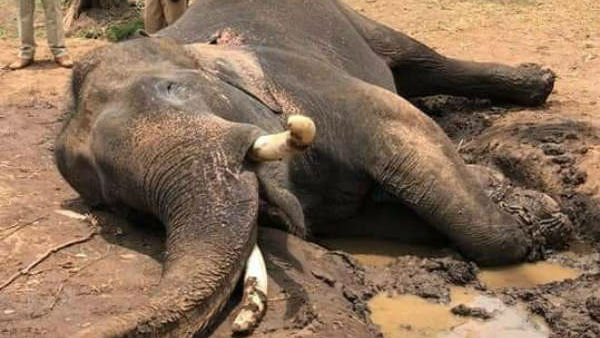 ದಸರಾ ಆನೆ ದ್ರೋಣ ಸಾವು : ಸರ್ಕಾರಕ್ಕೆ ಹೈಕೋರ್ಟ್‌ ನೋಟಿಸ್ | Dasara elephant ...