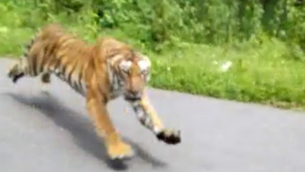 ಕೇರಳದ ಮುತುಂಗಾದಲ್ಲಿ ಬೆನ್ನಟ್ಟಿ ಬಂದ ಹುಲಿಯ ವಿಡಿಯೋ ವೈರಲ್ | Tiger chasing ...