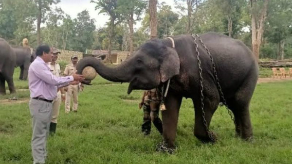 ಚಾಮರಾಜನಗರದ ರಾಮಾಪುರ ಆನೆ ಶಿಬಿರದಲ್ಲಿ ಗಜಪಡೆ ಚೆಂಡಾಟ... | Forest Elephants ...