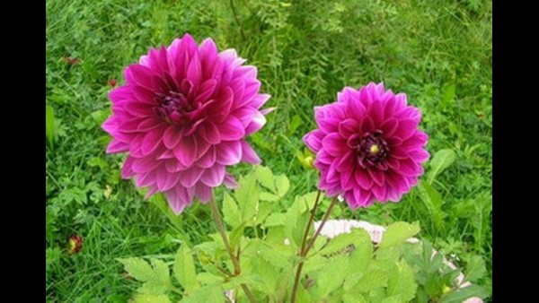 ಮನೆಗೆ ಶೋಭೆ ತರುವ ಡೇಲಿಯಾ ಬೆಳೆಸೋದು ಬಲು ಸುಲಭ... | Horticulture And Useful ...