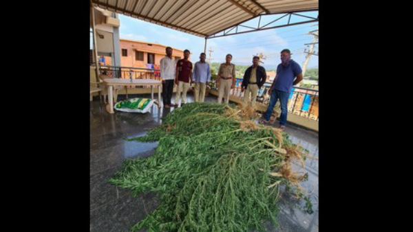 ಮೆಣಸಿನಕಾಯಿ ಗಿಡಗಳ ನಡುವೆ ಬೆಳೆದಿದ್ದ 7 ಲಕ್ಷ ಮೌಲ್ಯದ ಗಾಂಜಾ ವಶಕ್ಕೆ | Ballari ...