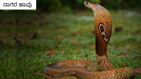 ಹಾವು ಕಡಿತದಿಂದ ಜೀವ ಉಳಿಸಿಕೊಳ್ಳಲು ಯುವ ಸಂಶೋಧಕ ನೀಡಿದ ಸಲಹೆ | World Snake Day ...