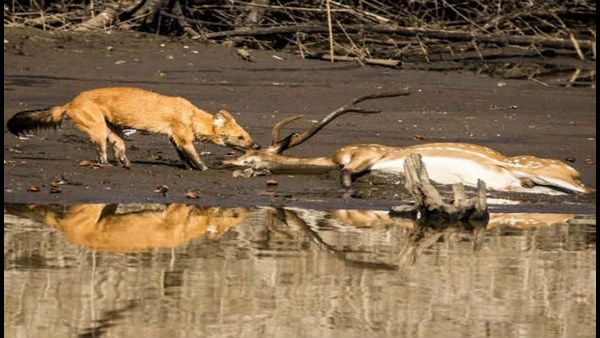 ವಿಶ್ವ ಪ್ರಾಣಿ ಕಲ್ಯಾಣ ದಿನ: ಇತಿಹಾಸ, ಮಹತ್ವ, ಉದ್ದೇಶದ ಬಗ್ಗೆ ಮಾಹಿತಿ | World ...