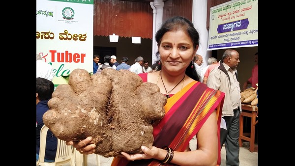 ಫೆ.12ರಿಂದ ಮೈಸೂರಿನಲ್ಲಿ ಗೆಡ್ಡೆ- ಗೆಣಸು ಮೇಳಕ್ಕೆ ಚಾಲನೆ | Drive to Tuber ...