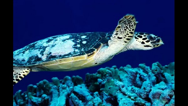 ಅಂತಾರಾಷ್ಟ್ರೀಯ ಆಮೆ ದಿನ: 20 ವರ್ಷ ಸೆರೆ, 26 ತಿಂಗಳ ಪ್ರಯಾಣ- ಇದು ಆಮೆ ಕಥೆ ...