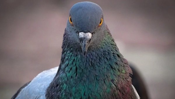 ಪಲ್ಟಿ ಹೊಡೆಯುವ ಪಿಜನ್ ನೀವು ನೋಡಿರುವಿರಾ? | Pigeon Backflip, Video Goes ...