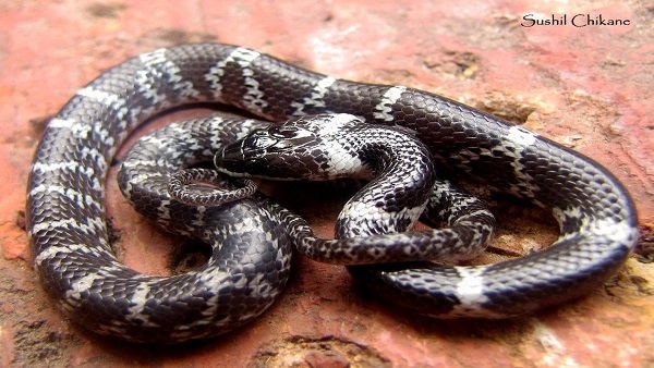 ಬುಂದೇಲ್‌ಖಂಡ್‌ನಲ್ಲಿರುವ ಹಾವುಗಳ ಜಗತ್ತು; ಆಕರ್ಷಕ ಮತ್ತು ಅಪಾಯಕಾರಿ | Do you ...