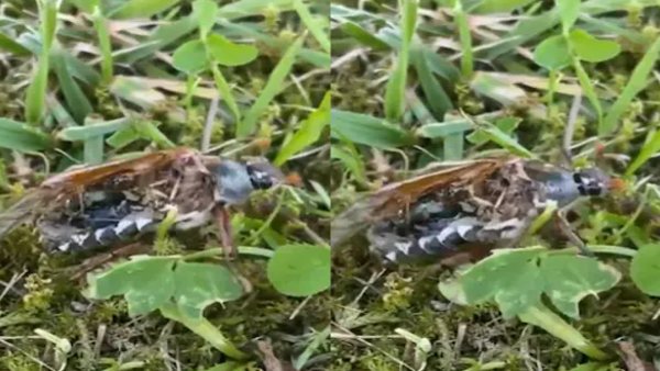 ವಿಡಿಯೋ: ಸತ್ತ ನಂತರವೂ ನಡೆಯುವ ಕೀಟ! | Video: An insect that lives even ...