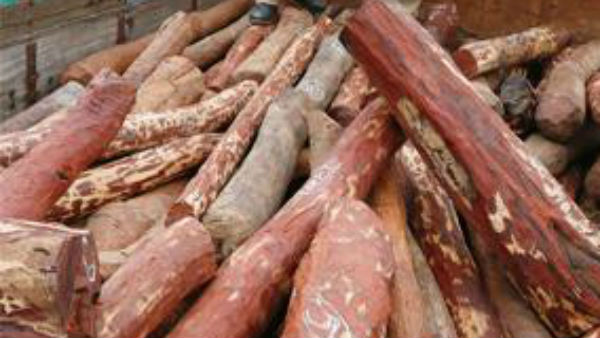 ವ್ಯಾಪಾರದಲ್ಲಿ ನಷ್ಟದಿಂದ ರಕ್ತಚಂದನ ಕಳ್ಳಸಾಗಣೆಗಿಳಿದ ಜಿಮ್‌ ಮಾಲೀಕ | Due to ...