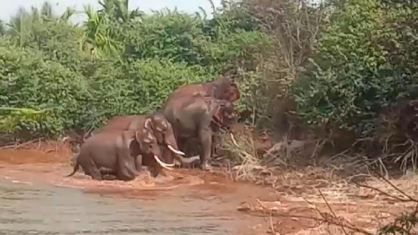 ತರೀಕೆರೆ ತಾಲೂಕಿನಲ್ಲಿ ಮತ್ತೆ ಮುಂದುವರೆದ ಕಾಡಾನೆಗಳ ಹಾವಳಿ: ಕಂಗಾಲಾದ ಹಳ್ಳಿಗಾಡಿನ ...