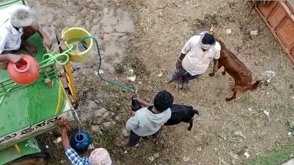 ತೂಕ ಹೆಚ್ಚಿಸಲು ಮೇಕೆಗಳಿಗೆ ಬಲವಂತವಾಗಿ ನೀರು ಕುಡಿಸುವ ಅಮಾನವೀಯ ಕೃತ್ಯ ಬಯಲು | The ...