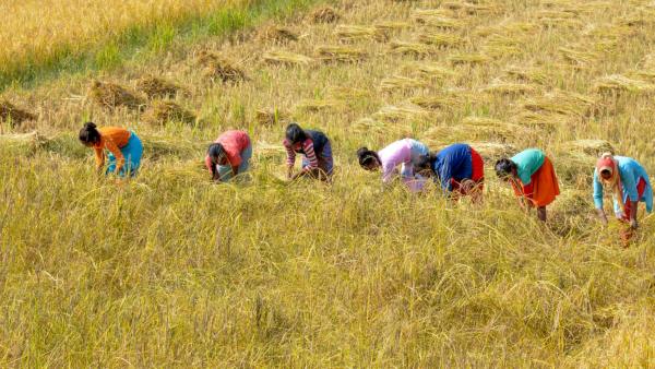 ಬಳ್ಳಾರಿ; ಜನವರಿಯಿಂದ ಭತ್ತ, ರಾಗಿ ಮತ್ತು ಜೋಳ ಖರೀದಿ ಕೇಂದ್ರ ಆರಂಭ | Paddy Ragi Purchase At Ballari Under ...