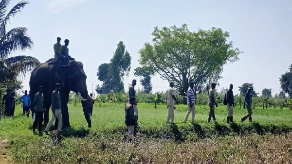 ಹನಗೋಡು ಹೋಬಳಿಯಲ್ಲಿ ಹುಲಿಯ ಕಾಟ: ಆತಂಕದಲ್ಲಿ ರೈತ ವರ್ಗ | Tiger Attack In ...