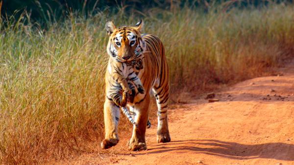 ಹುಲಿ ಗಣತಿ ವರದಿ; ಕರ್ನಾಟಕ ಹುಲಿಗಳ ಸಂಖ್ಯೆಯಲ್ಲಿ ದೇಶಕ್ಕೆ ಪ್ರಥಮ? | Karnataka ...