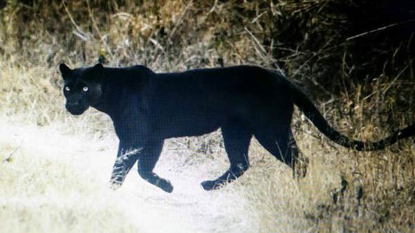 ನಾಗರಹೊಳೆಯಲ್ಲಿ ಮತ್ತೆ ಕಾಣಿಸಿಕೊಂಡ ಭಗೀರ: ಪ್ರವಾಸಿಗರ ಮುಖದಲ್ಲಿ ಮಂದಹಾಸ | Black ...