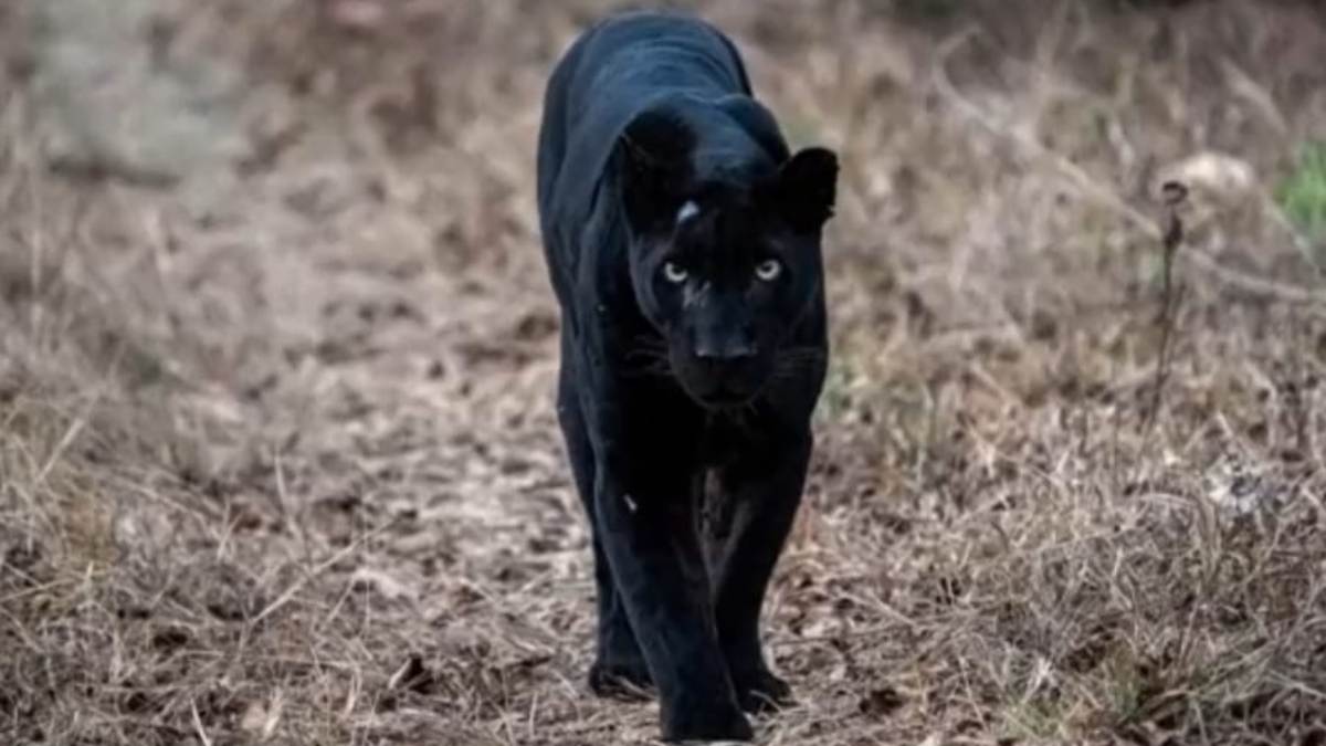 ನಾಗರಹೊಳೆಯಲ್ಲಿ ಮತ್ತೆ ಕಾಣಿಸಿಕೊಂಡ ಭಗೀರ: ಪ್ರವಾಸಿಗರ ಮುಖದಲ್ಲಿ ಮಂದಹಾಸ | Black ...