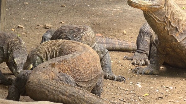 OMG: ಎರಡು ಉಡಾಗಳ ಕಾದಾಟ: ವಿಡಿಯೋ ವೈರಲ್! | OMG: Two Monitor Lizards fight ...