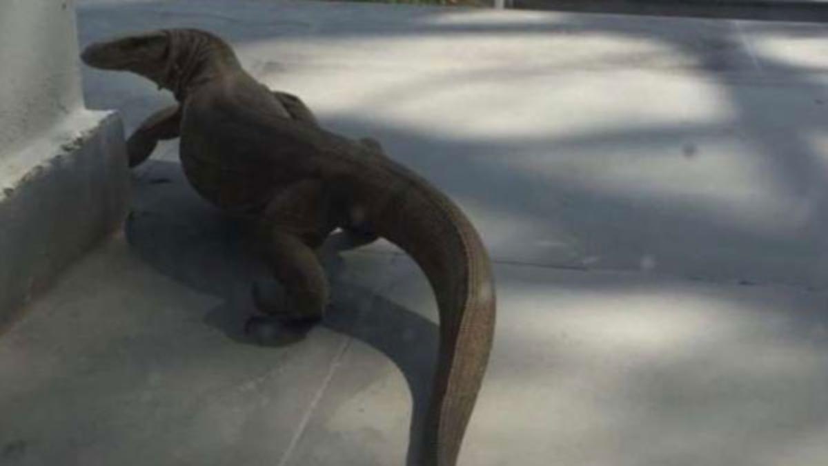 OMG: ಎರಡು ಉಡಾಗಳ ಕಾದಾಟ: ವಿಡಿಯೋ ವೈರಲ್! | OMG: Two Monitor Lizards fight: Video goes viral ...
