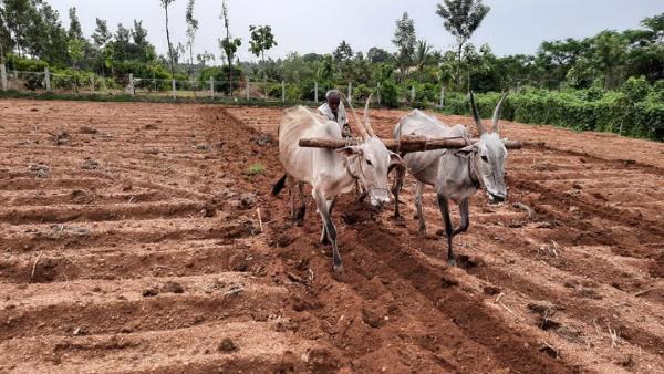 ಬೆಂಬಲ ಬೆಲೆ ಯೋಜನೆಯಡಿ ಕುಸುಬೆ ಉತ್ಪನ್ನ ಖರೀದಿ, ಜೂ. 29ರ ತನಕ ನೋಂದಣಿ | Purchase ...