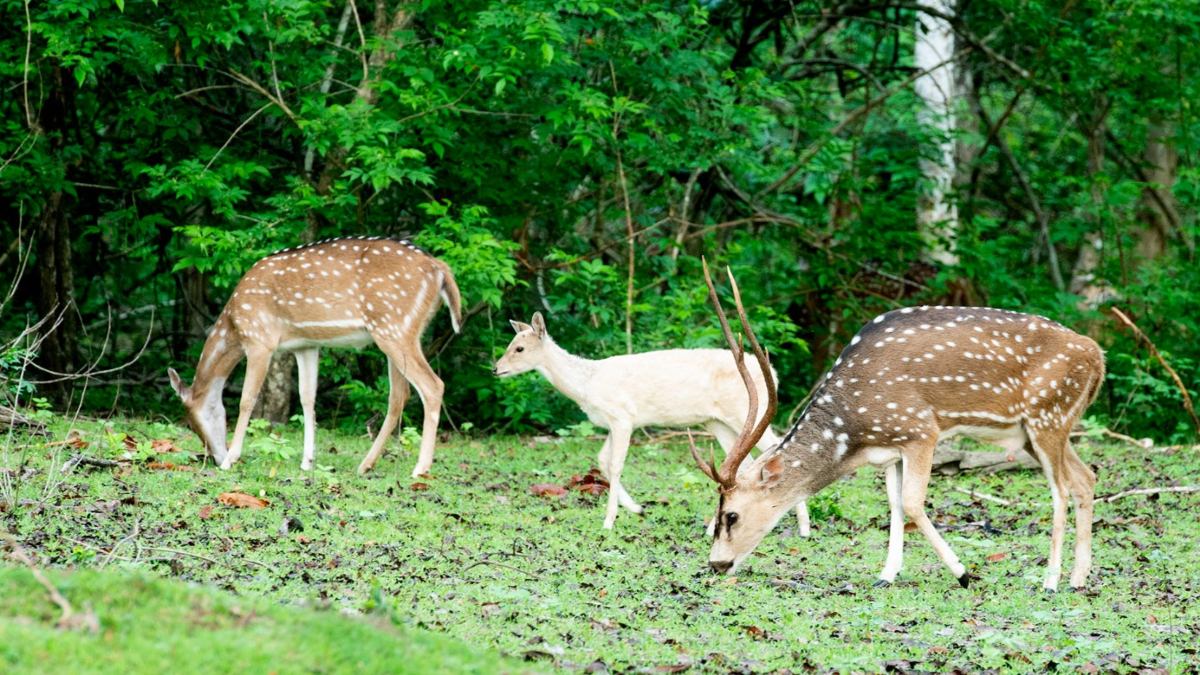 ನಾಗರಹೊಳೆ: ಸಫಾರಿಯಲ್ಲಿ ಅಪರೂಪದ ಬಿಳಿ ಬಣ್ಣದ ಜಿಂಕೆ ಪ್ರತ್ಯಕ್ಷ: ವಿಡಿಯೋ ವೈರಲ್ ...