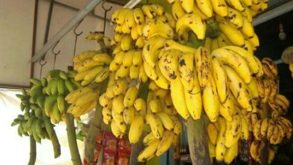 ಉಳಿಯುವುದೇ ಜಿಐ ಟ್ಯಾಗ್‌ ಪಡೆದ ನಂಜನಗೂಡು ರಸಬಾಳೆ ತಳಿ! | Nanjangud rasabale ...