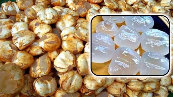 Ice Apple Benefits: ತಿಳಿಯಲೇಬೇಕಾದ ತಾಟಿನಿಂಗು ಹಣ್ಣಿನ ಆರೋಗ್ಯಕರ ಪ್ರಯೋಜನಗಳು | Ice Apple (Tati Nungu ...