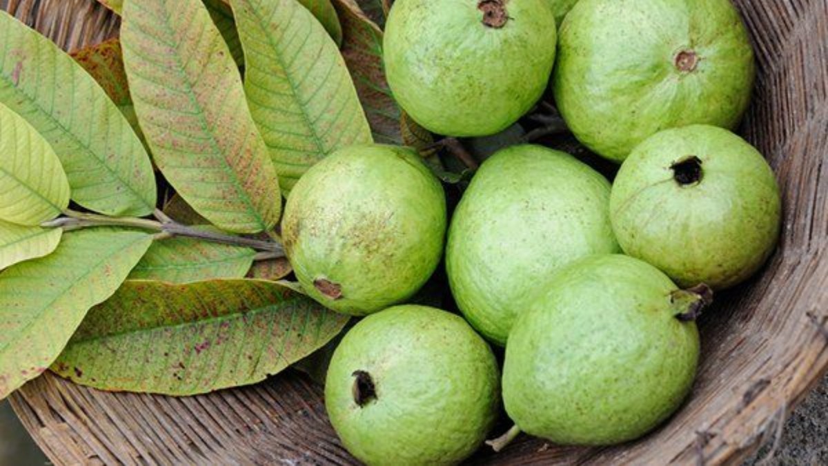 Guava Fruit Health Benefits: ಪ್ರತಿದಿನ ಪೇರಲ ಹಣ್ಣನ್ನು ತಿನ್ನುವುದರಿಂದ ಆಗುವ ಲಾಭಗಳೇನು ಗೊತ್ತಾ? | Perale ...