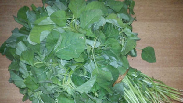 Amaranth Leaves Benefits: ಹರಿವೆ ಸೊಪ್ಪು ತಿಂದರೆ ತಡೆಯುವುದು ಮುಪ್ಪು: ಅಮರಂಥ್ ...