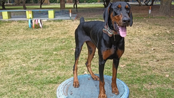 ಒಸಾಮಾ ಬಿನ್ ಲಾಡೆನ್ ಸಂಹಾರಕ್ಕೆ ಬಳಸಿದ್ದ ಶ್ವಾನದ ತಳಿ ಈಗ ದಾವಣಗೆರೆಯಲ್ಲಿ: ಇದರ ...