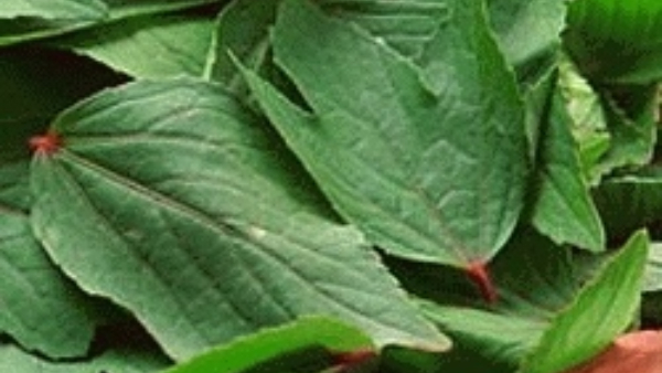 Gongura Leaves Benefits: ಸೋರ್ರೆಲ್ ಸೋಪ್ಪಿನ ಪ್ರಯೋಜನಗಳು ಗೊತ್ತಾದ್ರೆ ...
