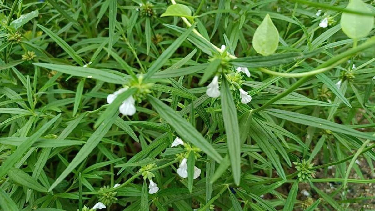 Leucas Benefits: ಹಲವಾರು ಔಷಧಿಯ ಗುಣಗಳನ್ನು ತನ್ನ ಮಡಿಲಲ್ಲಿ ಇರಿಸಿಕೊಂಡಿರುವ ತುಂಬೆ ಗಿಡ ತಂದು ನೆಡಿ ...