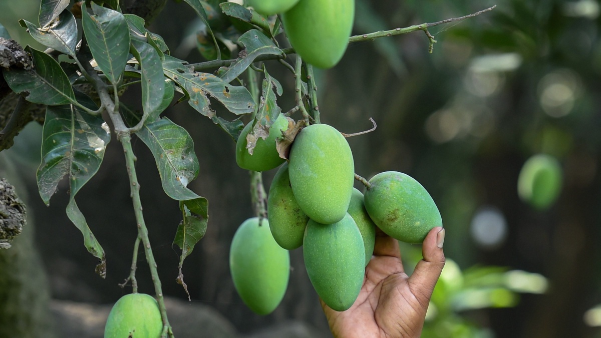 ಮಾವಿನ ಗಿಡಗಳ ಆರೈಕೆ; ರೈತರಿಗೆ ಸಲಹೆಗಳು | Maintenance Of Mango Tree ...
