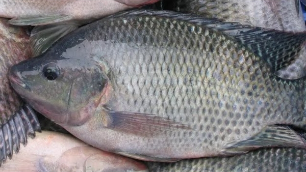 Tilapia Fish: ಮೀನು ತಿಂದು ಹಲವು ಅಂಗಾಂಗಗಳನ್ನು ಕಳೆದುಕೊಂಡ ಮಹಿಳೆ: ಇರಲಿ ಎಚ್ಚರ ...
