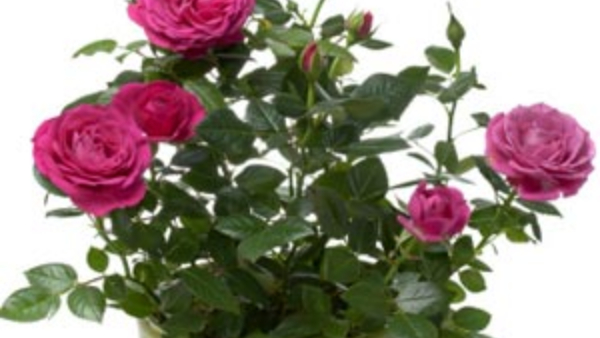 Rose Plant: ನಿಮ್ಮ ಮನೆಯಲ್ಲಿ ಗುಲಾಬಿ ಗಿಡಗಳನ್ನು ಬೆಳೆಸುತ್ತೀರಾ? ಹಾಗಾದರೆ ಈ ...