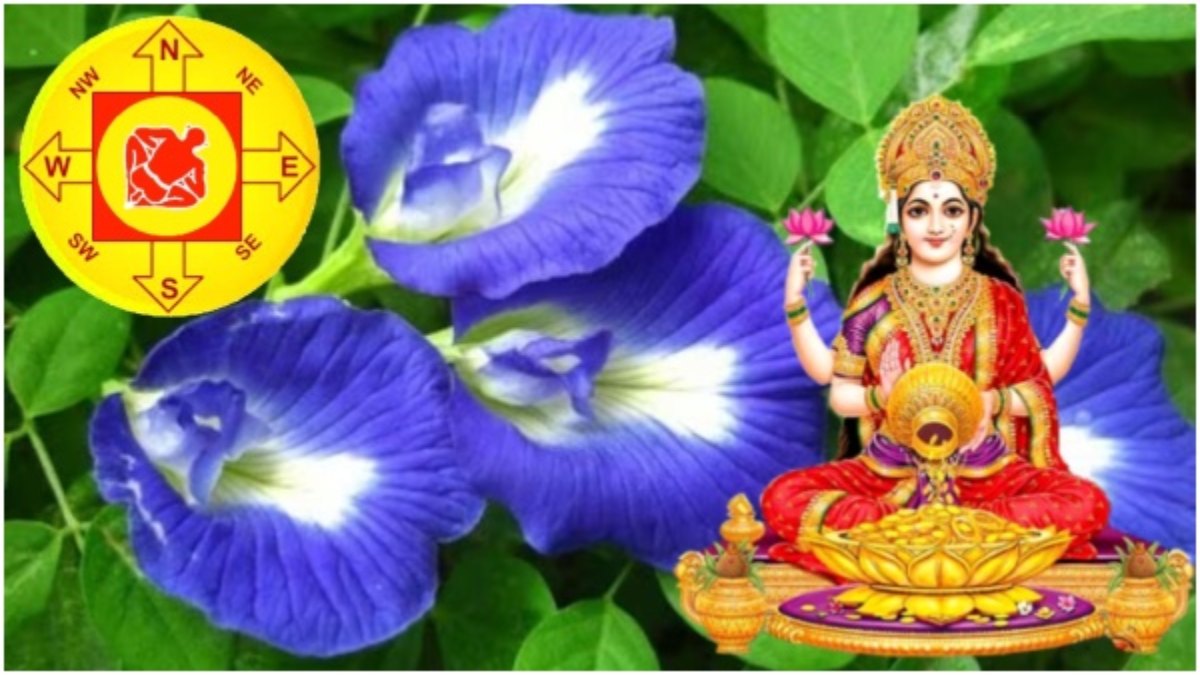 ಈ ಶಂಖದ ಹೂವಿನಲ್ಲಿದೆ ನಿಮ್ಮ ಮನೆ ಅಭಿವೃದ್ಧಿ: ಬಟ್ಟಲಿನಲ್ಲಿ ಹಾಕಿ ಈ ದಿಕ್ಕಿಗೆ ಇಡಿ ...