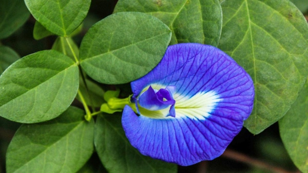 ಈ ಶಂಖದ ಹೂವಿನಲ್ಲಿದೆ ನಿಮ್ಮ ಮನೆ ಅಭಿವೃದ್ಧಿ: ಬಟ್ಟಲಿನಲ್ಲಿ ಹಾಕಿ ಈ ದಿಕ್ಕಿಗೆ ಇಡಿ ...