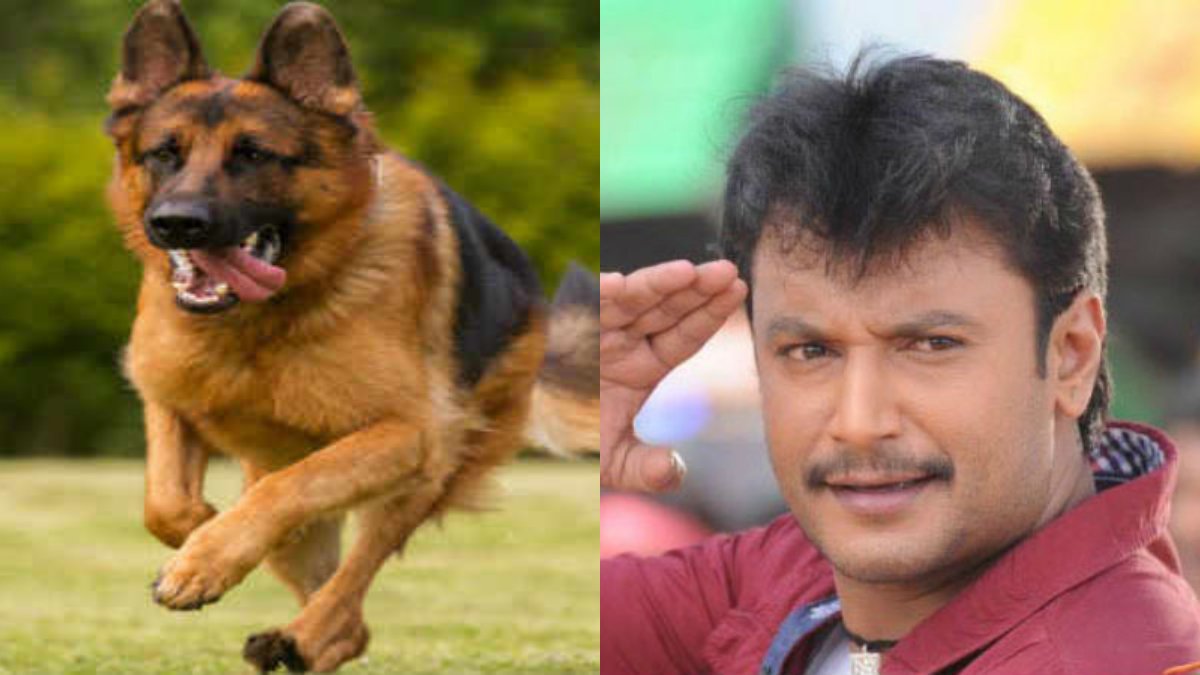 ಮಹಿಳೆಗೆ ನಟ 'ದರ್ಶನ್' ಮನೆ ನಾಯಿ ಕಡಿತ: ಇಬ್ಬರ ವಿರುದ್ಧ FIR ದಾಖಲು: ಏನಿದು ...
