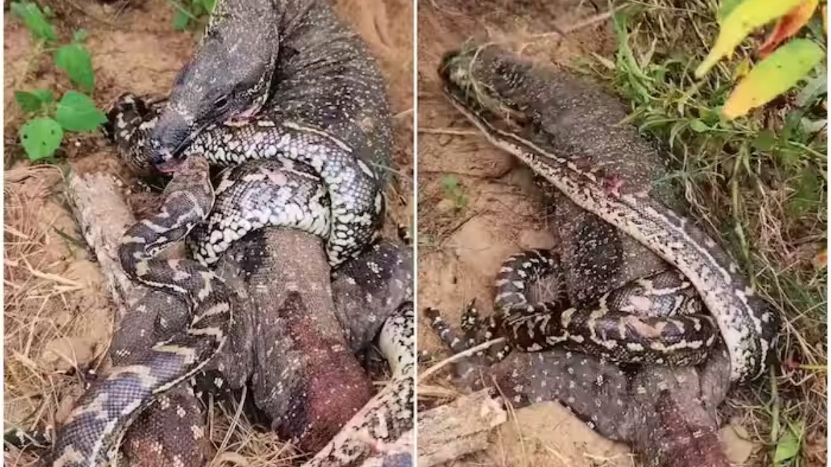 ಹೆಬ್ಬಾವು Vs ಕೊಮೊಡೊ ಡ್ರ್ಯಾಗನ್: ಗೆದ್ದಿದ್ದು ಯಾರು ವಿಡಿಯೋ ನೋಡಿ.... | Python Vs Komodo Dragon: Fight ...