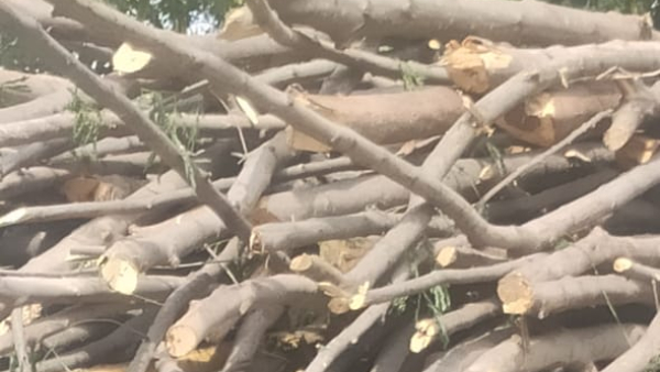 ರಾಜ್ಯ ಬೆಳಗುವ ನಂದಾದೀಪ RTPS ಬಳಿ ಬೃಹತ್‌ ಮರಗಳ ಮಾರಣಹೋಮ, ಪರಿಸರ ಪ್ರೇಮಿಗಳು ...