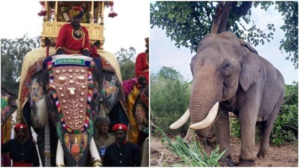 Dasara Elephant Death: ಅರ್ಜುನ, ದ್ರೋಣ, ಬಲರಾಮ ದಸರಾ ಆನೆಗಳ ದುರಂತ ಅಂತ್ಯ ...