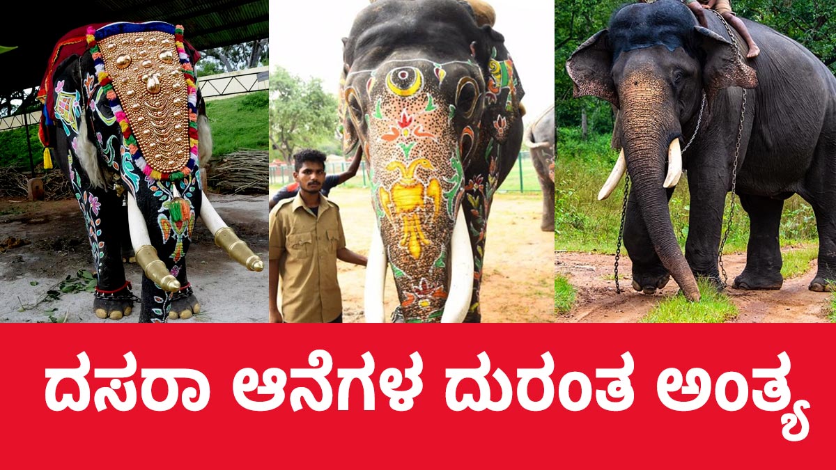 Dasara Elephant Death: ಅರ್ಜುನ, ದ್ರೋಣ, ಬಲರಾಮ ದಸರಾ ಆನೆಗಳ ದುರಂತ ಅಂತ್ಯ ...