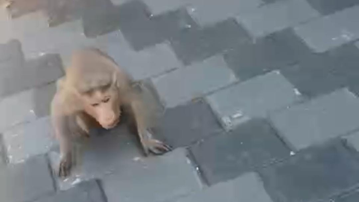 ಮಂಗಳೂರು ನೆಲ್ಲಿಜೋರ ನಿವಾಸಿಗಳ ನಿದ್ದೆಗೆಡಿಸಿದ ಕೋತಿ: ಒಂಟಿ ಮಂಗನ ಕಾಟಕ್ಕೆ ಜನ ಹೈರಾಣು | Monkey Problem In ...